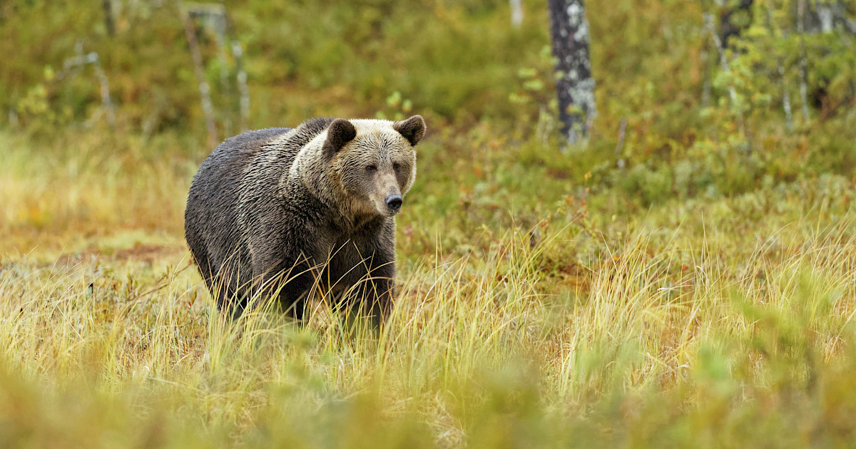 Megkergette a vadászokat a bükki medve - Drive Magazine