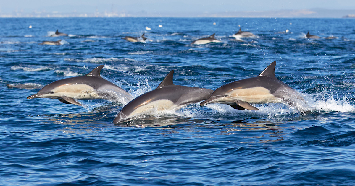 Videó: így játszott egymással közel 3000 delfin Kalifornia környékén ...