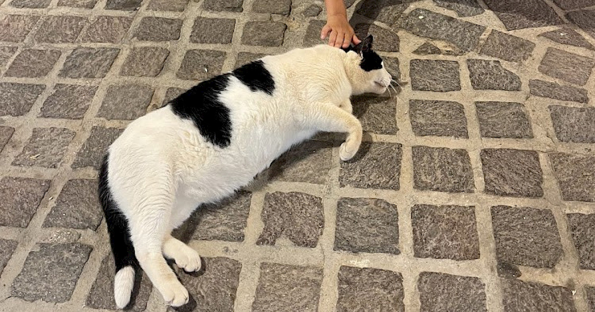Chonkus Maximus: egy eszméletlenül kövér macska lett Görögország ...